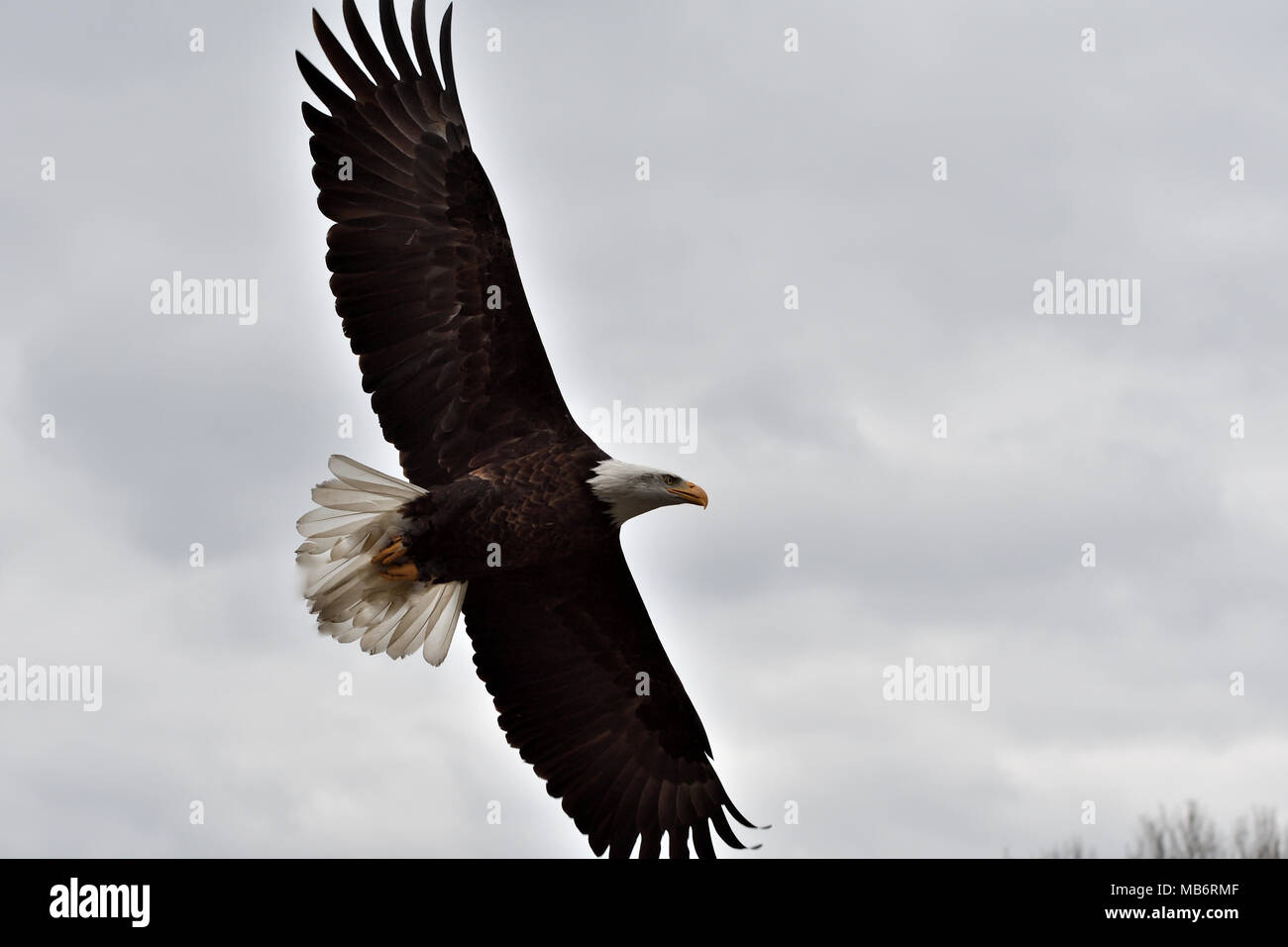 bird of prey hunting for his victim on the grass predatory bird Stock ...