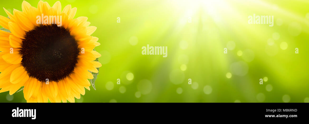 sunflower in sunshine banner Stock Photo - Alamy