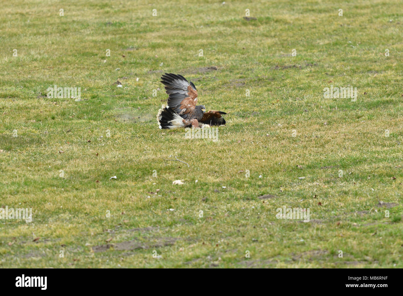 bird of prey hunting for his victim on the grass predatory bird Stock ...