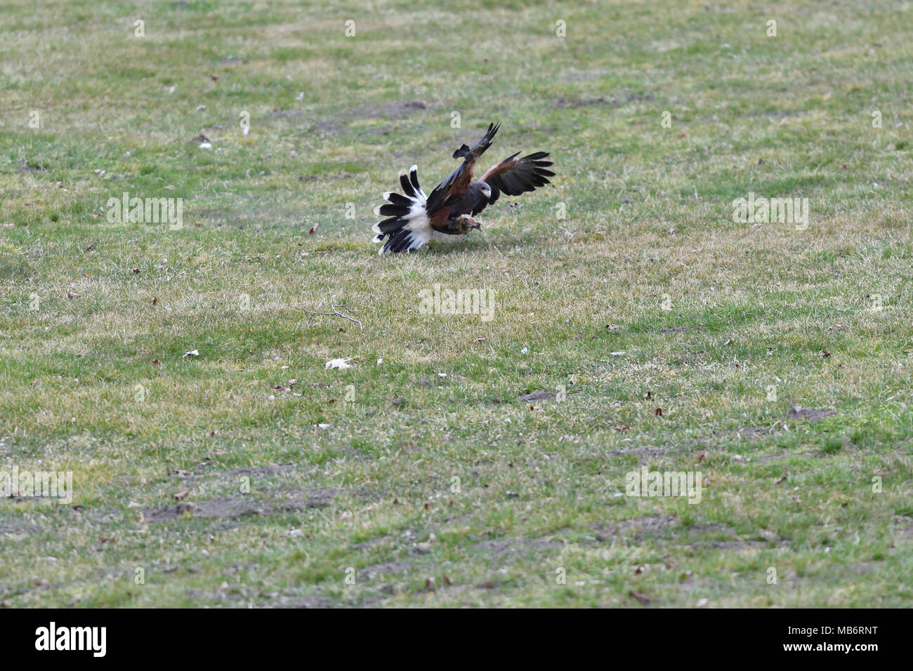 bird of prey hunting for his victim on the grass predatory bird Stock ...