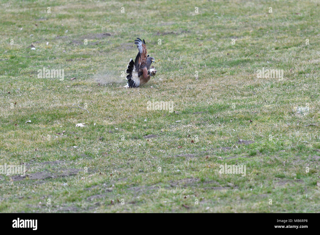 bird of prey hunting for his victim on the grass predatory bird Stock ...
