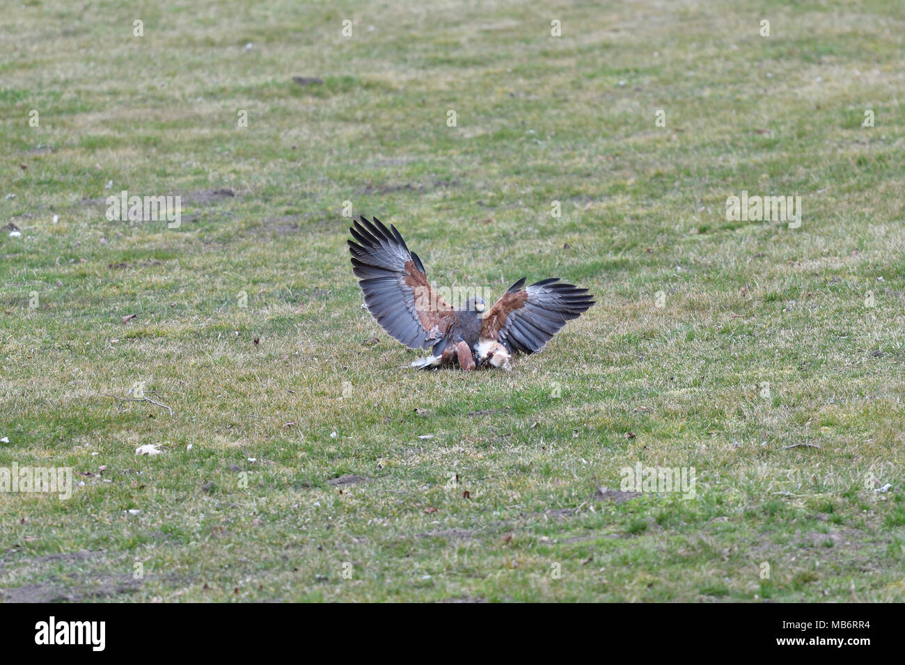 bird of prey hunting for his victim on the grass predatory bird Stock ...