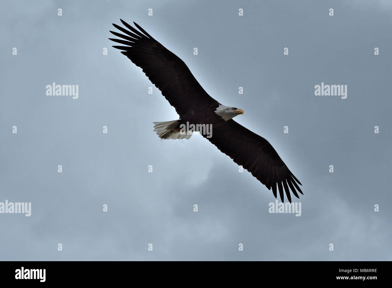 bird of prey hunting for his victim on the grass predatory bird Stock ...