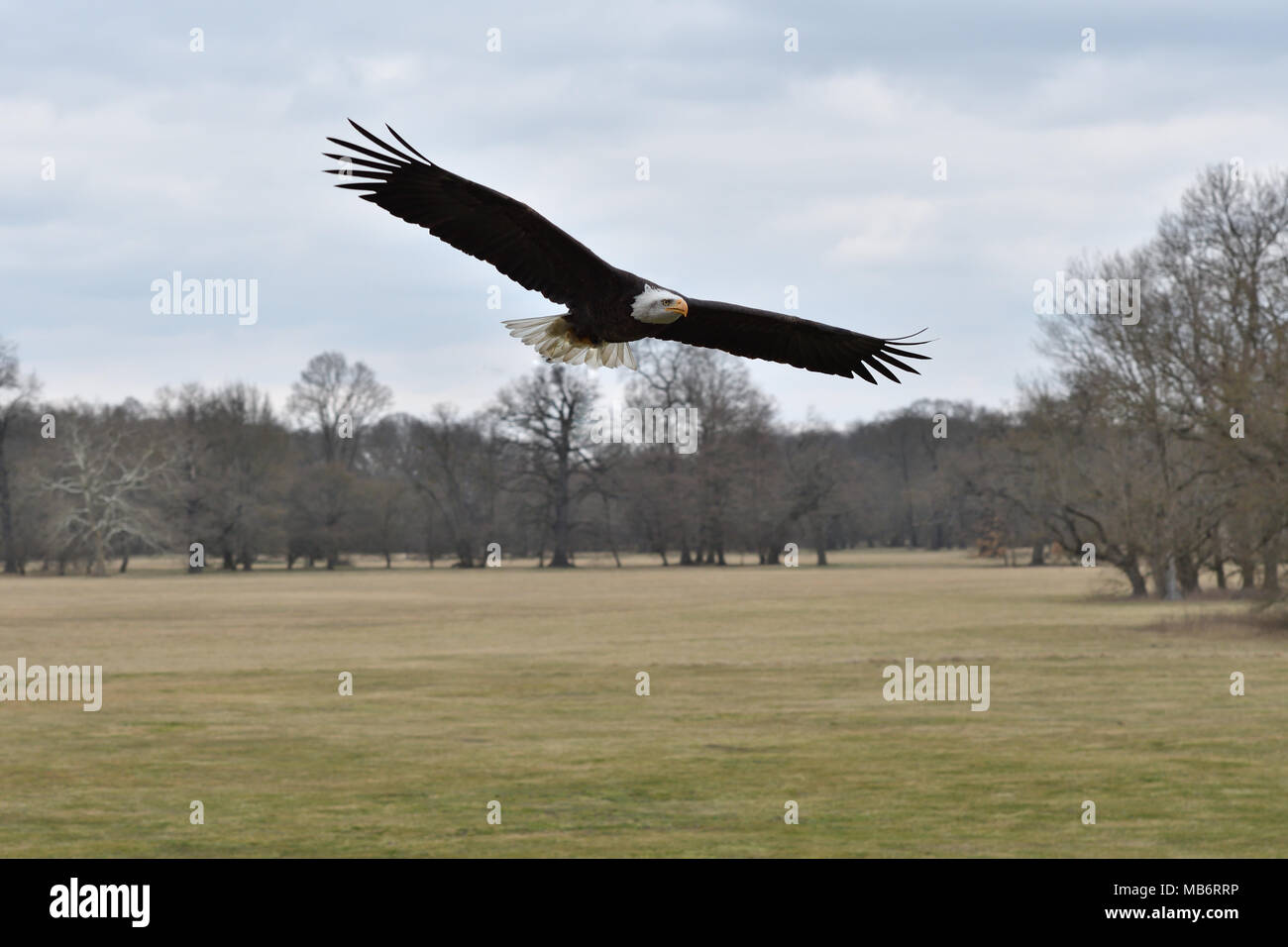bird of prey hunting for his victim on the grass predatory bird Stock ...