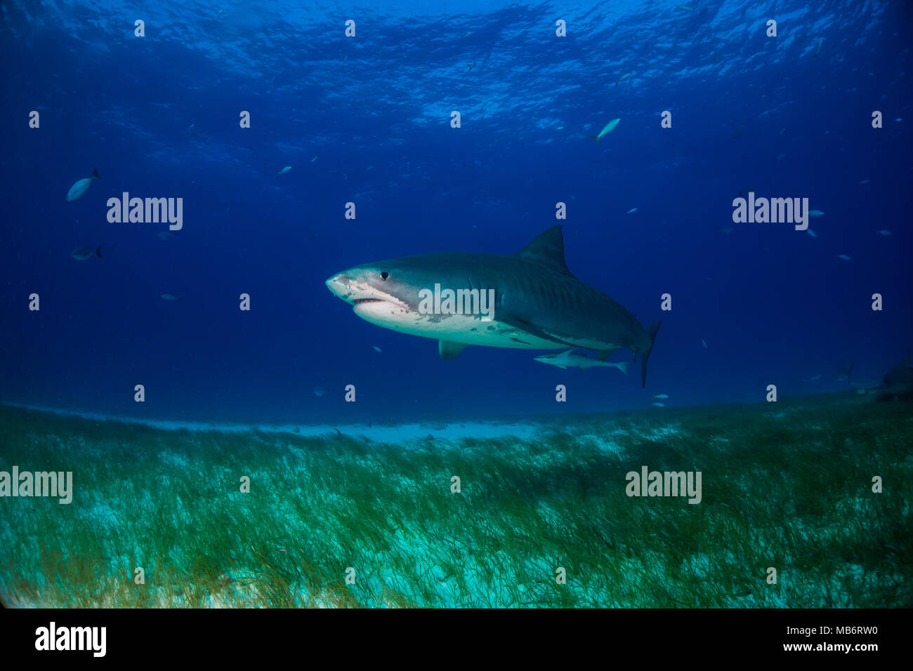 Sand tiger shark profile hi-res stock photography and images - Alamy