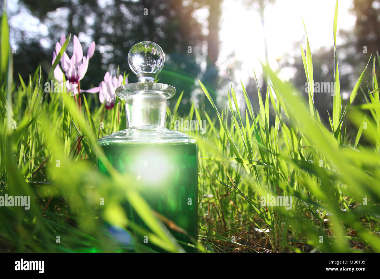 bottle with magical green potion in the forest at sunlight Stock Photo ...