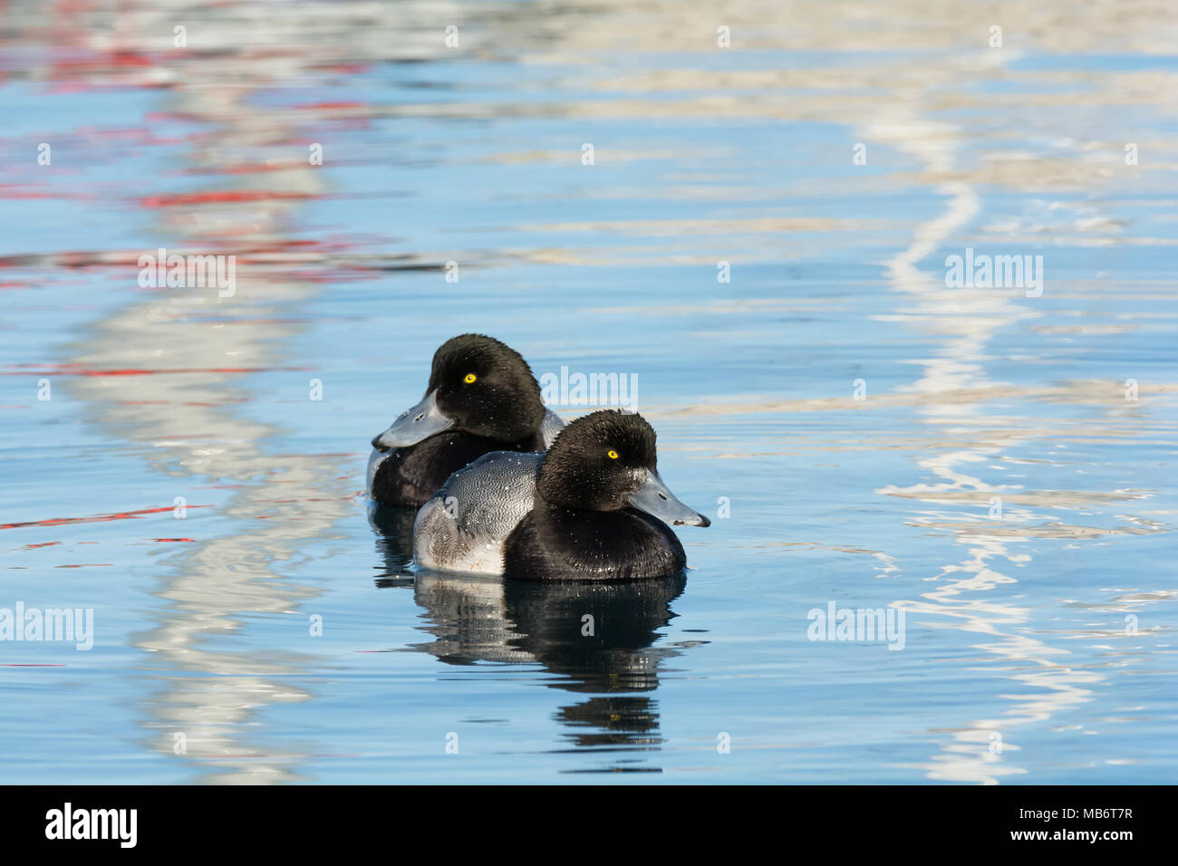 Silvered eyes hi-res stock photography and images - Alamy