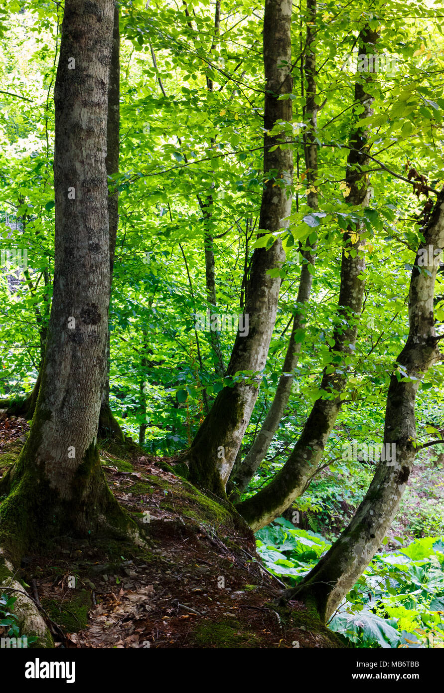 beech forest in summer. lovely nature scenery with green foliage Stock ...