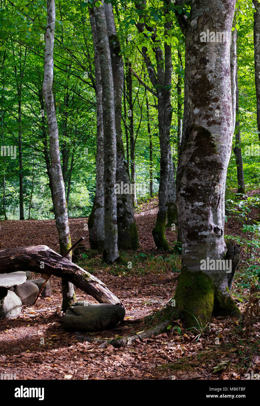 beech forest in summer. lovely nature scenery with green foliage Stock ...