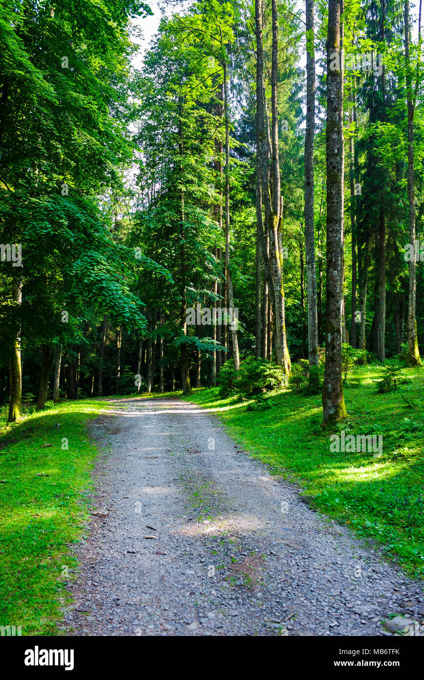 country road through forest in evening light. lovely nature scenery ...