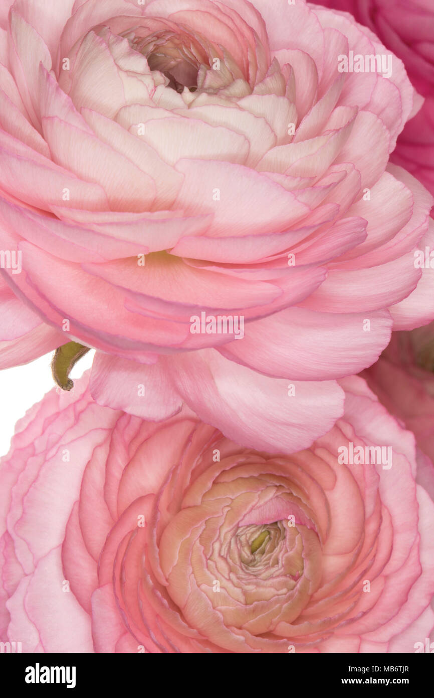 Ranunculus asiaticus white hi-res stock photography and images - Alamy