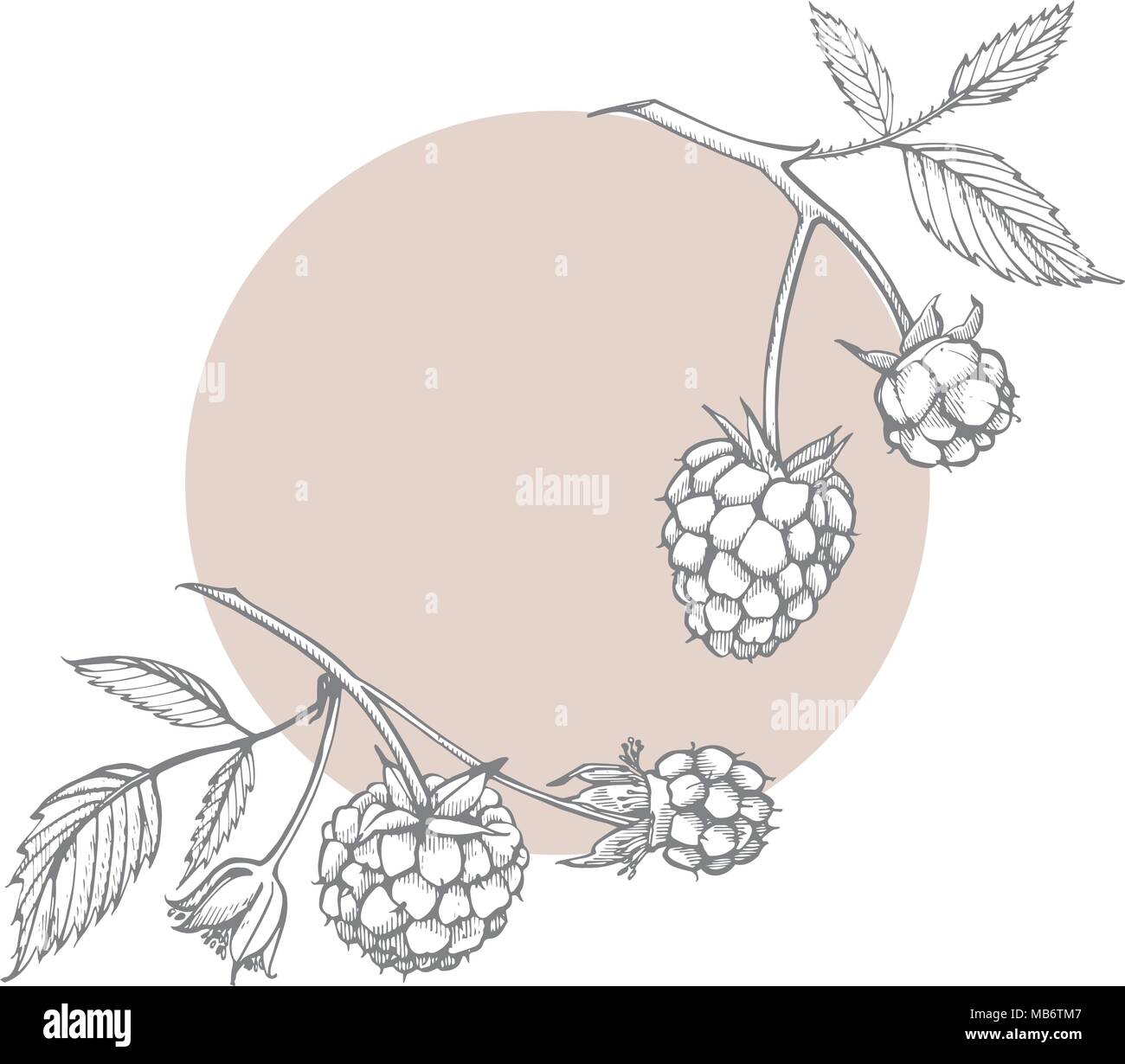 Hand drawn raspberry. Retro sketch style vector illustration. Perfect ...