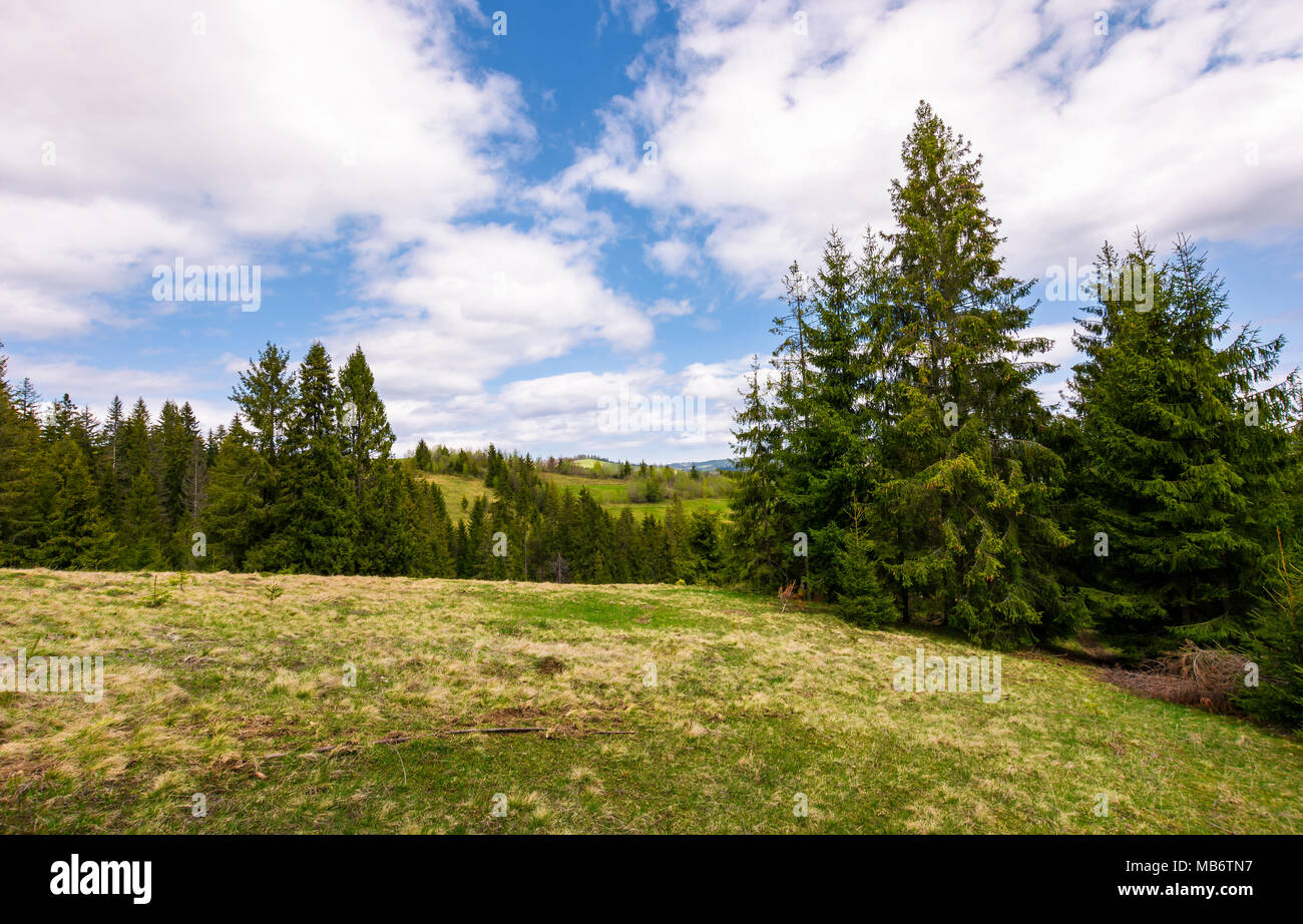 meadow among the spruce forest. beautiful springtime landscape in ...