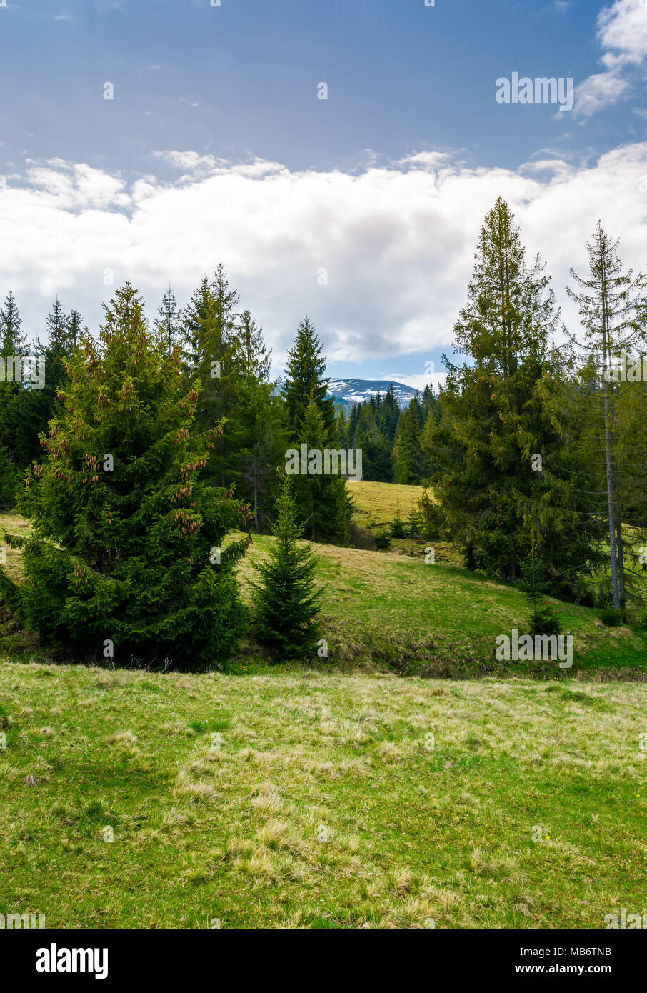 spruce forest on rolling hills. beautiful springtime landscape in ...
