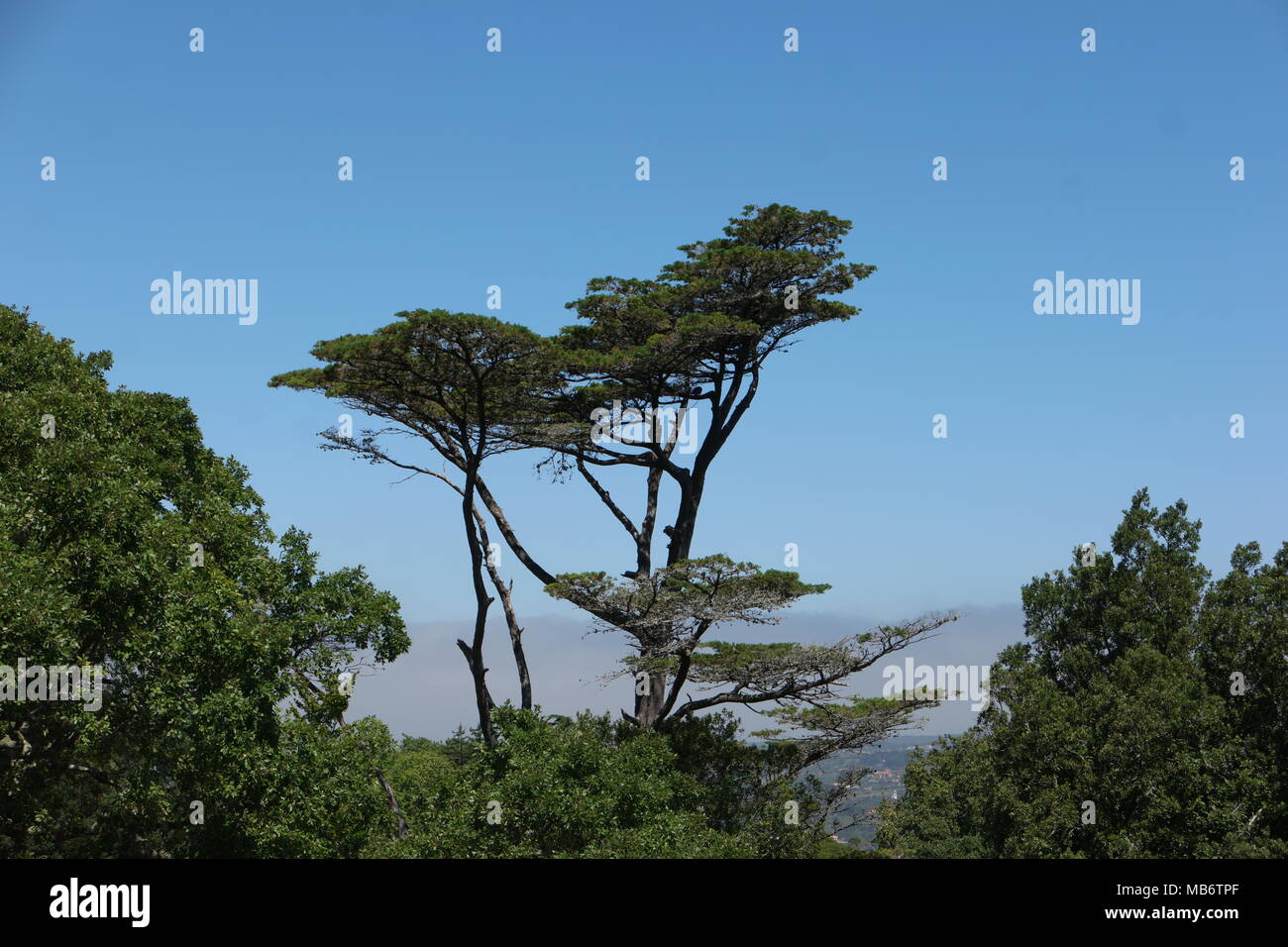 Pine Trees Portugal High Resolution Stock Photography and Images - Alamy