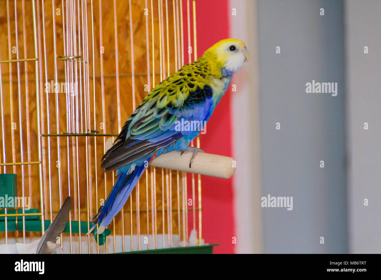 Parrot, blue rosella. The parrot is sitting in front of his cage Stock ...