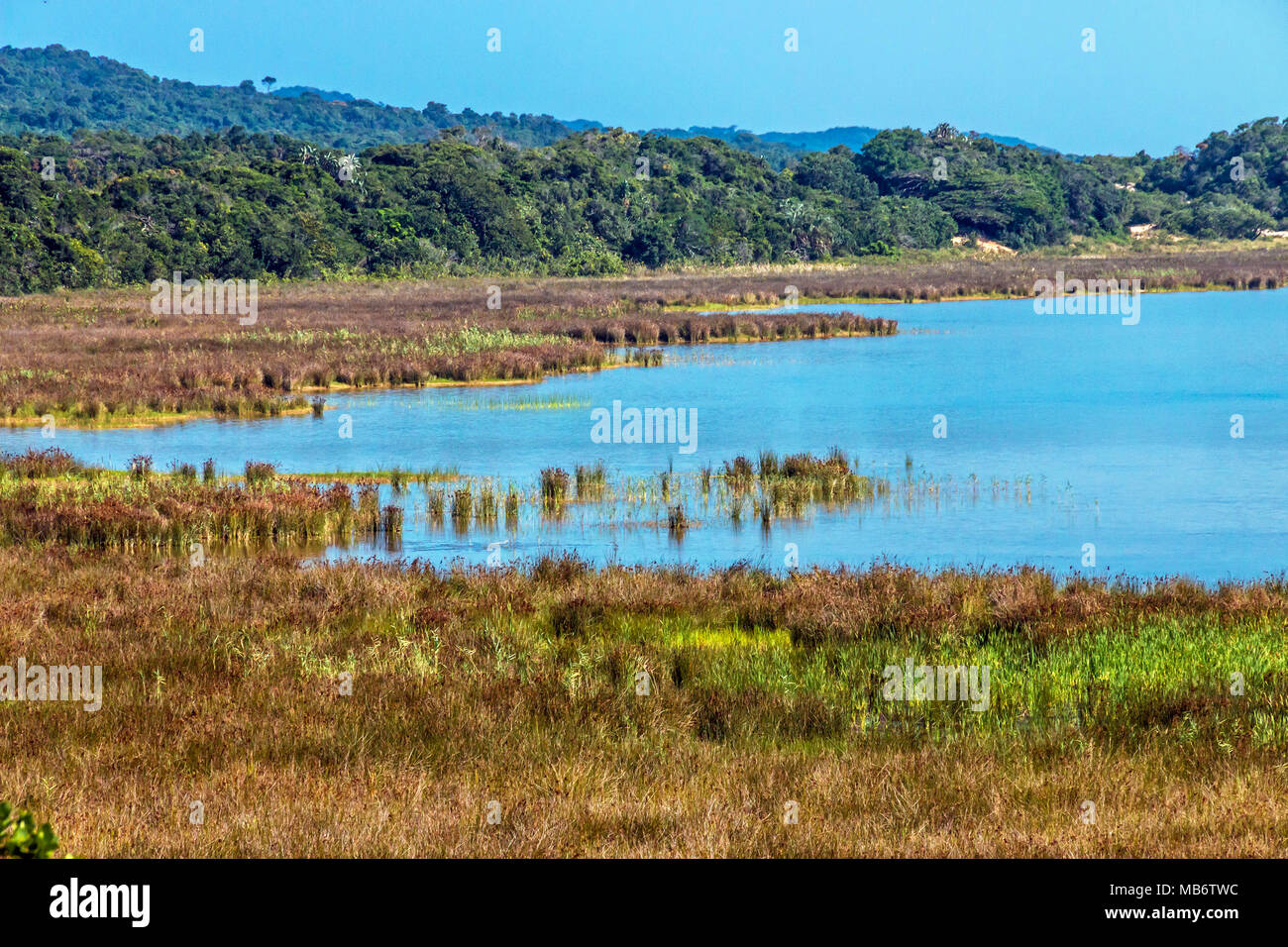 Natural Green Wetland Vegetation Against Lake St Lucia And Blue Skyline