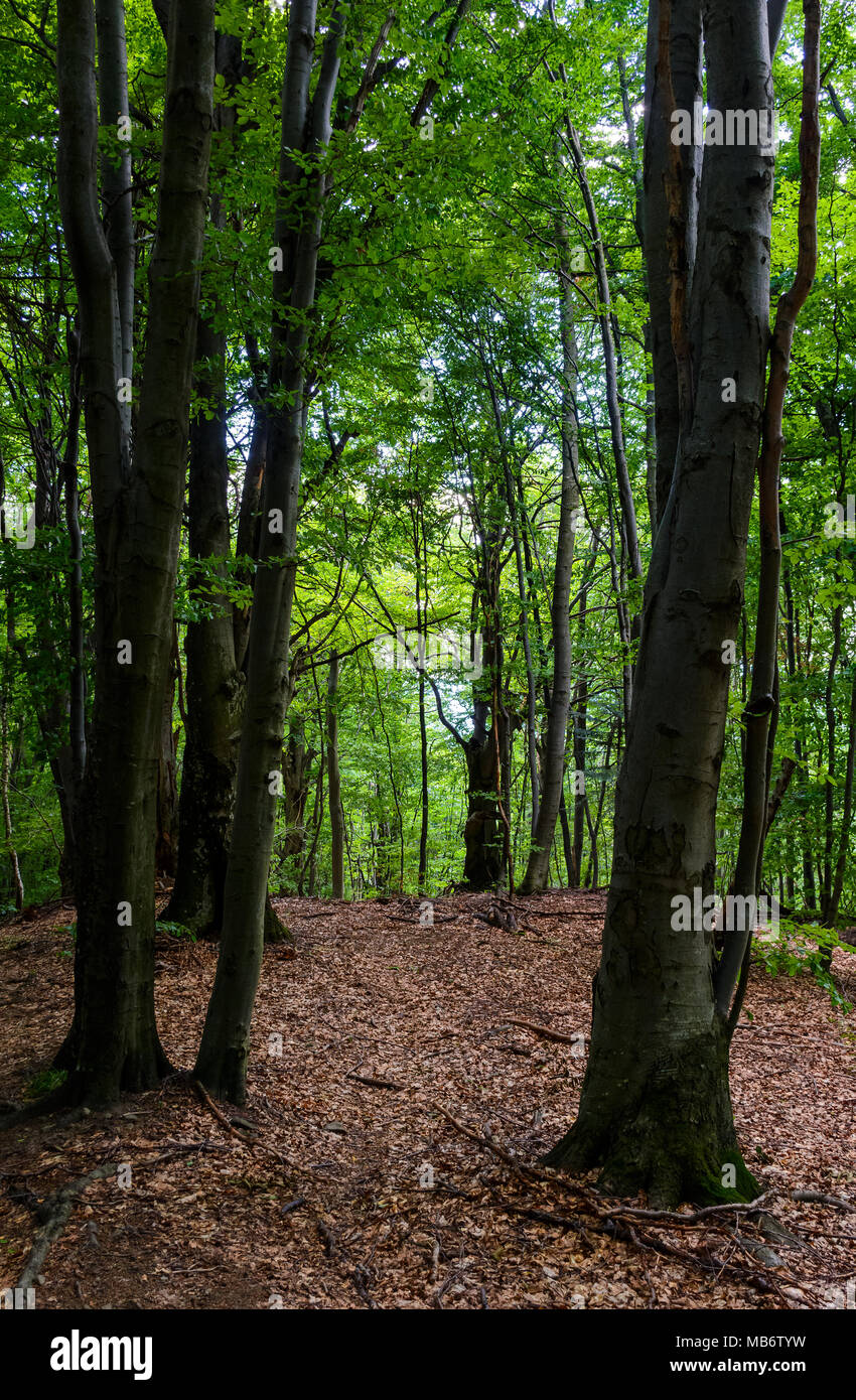 tall beech trees with green foliage. beautiful summer nature background ...