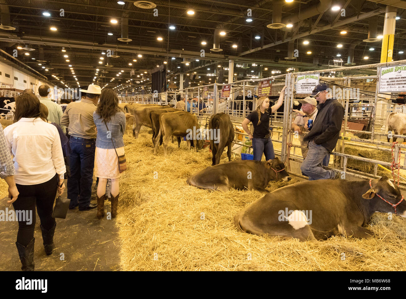 People looking at livestock and cattle, at Houston Livestock Show and ...