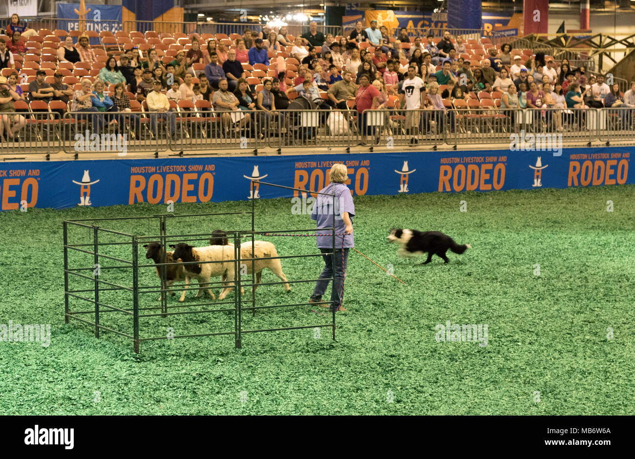 Sheepdog trials hi-res stock photography and images - Alamy