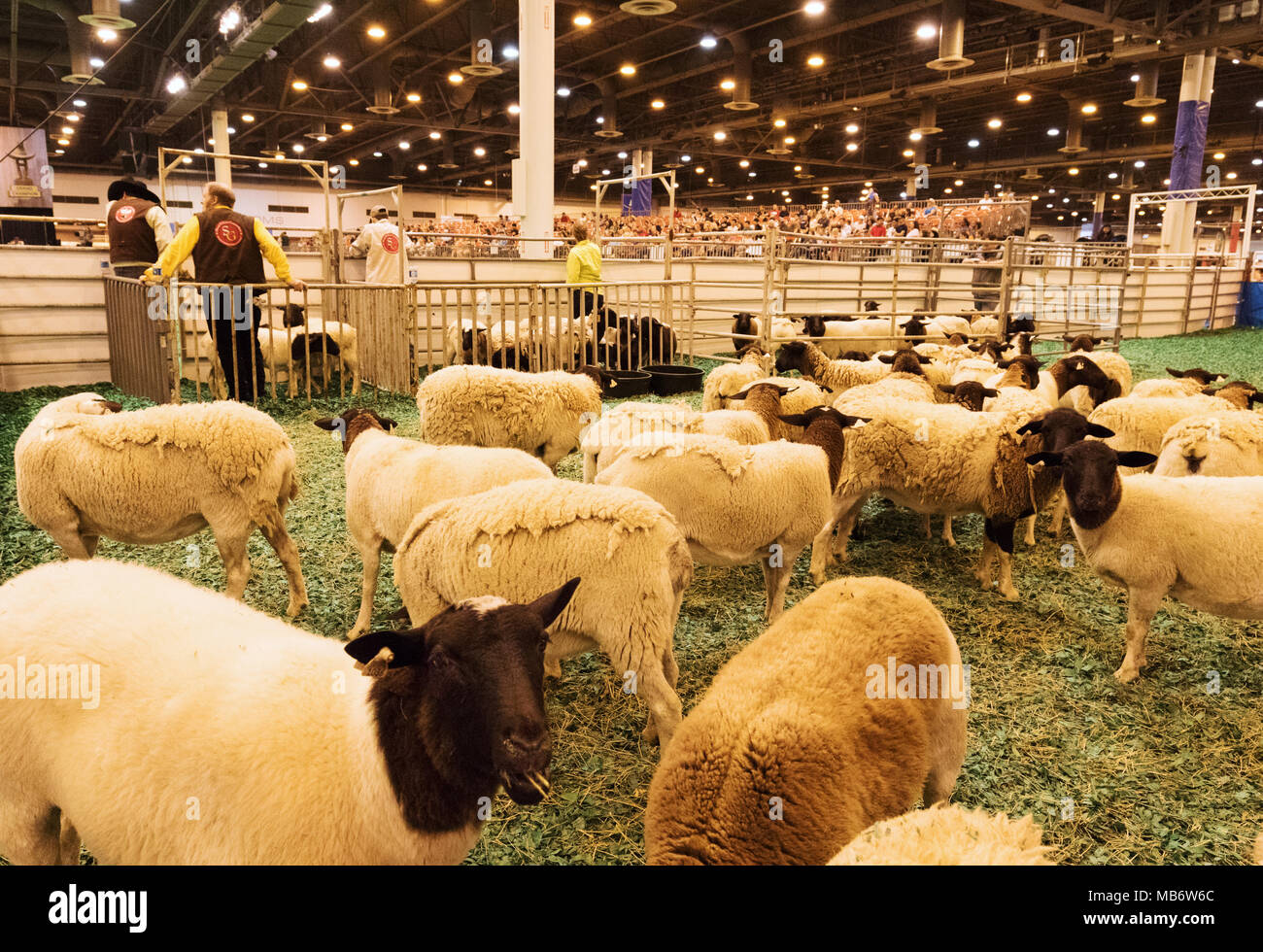 Houston livestock and rodeo hi-res stock photography and images - Alamy