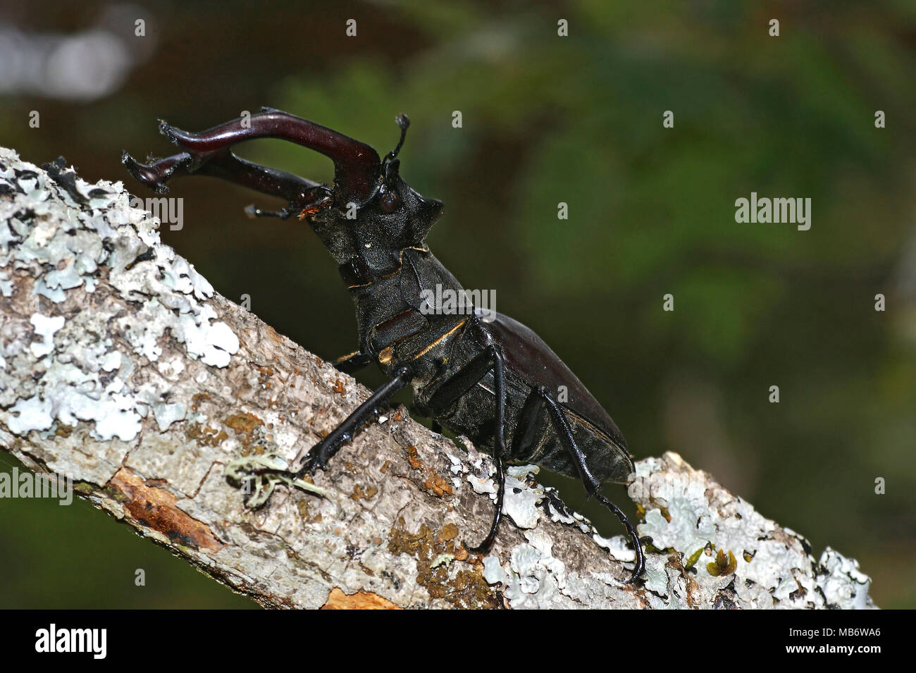 Lucanidae hi-res stock photography and images - Alamy