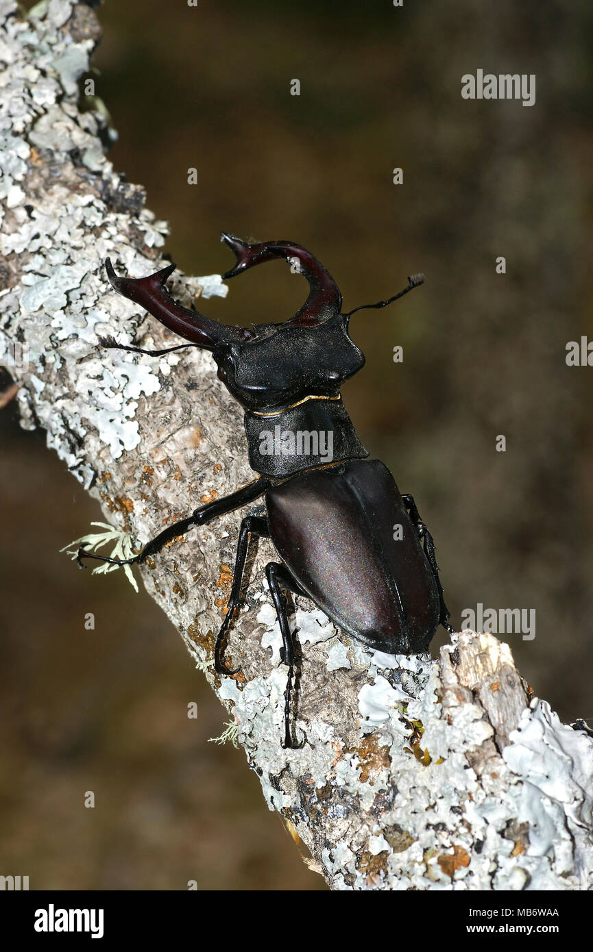 Ciervo volante stag beetle lucanus cervus hi-res stock photography and ...