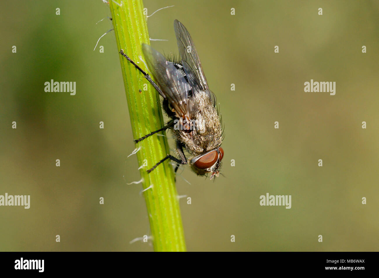 Mosca muscidae hi-res stock photography and images - Alamy