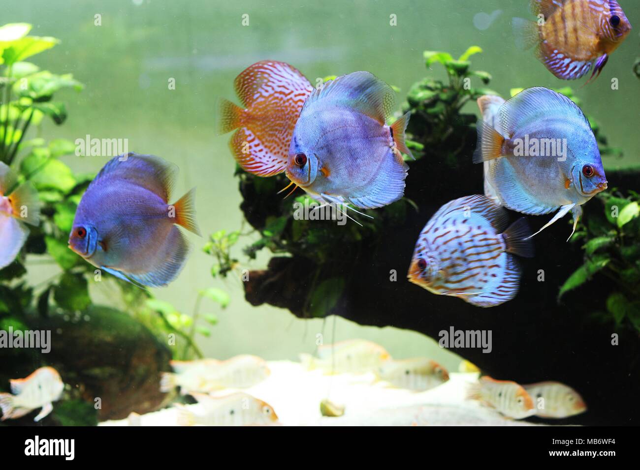 Blue discus and colorful discus fish (Symphysodon aequifasciatus) in ...