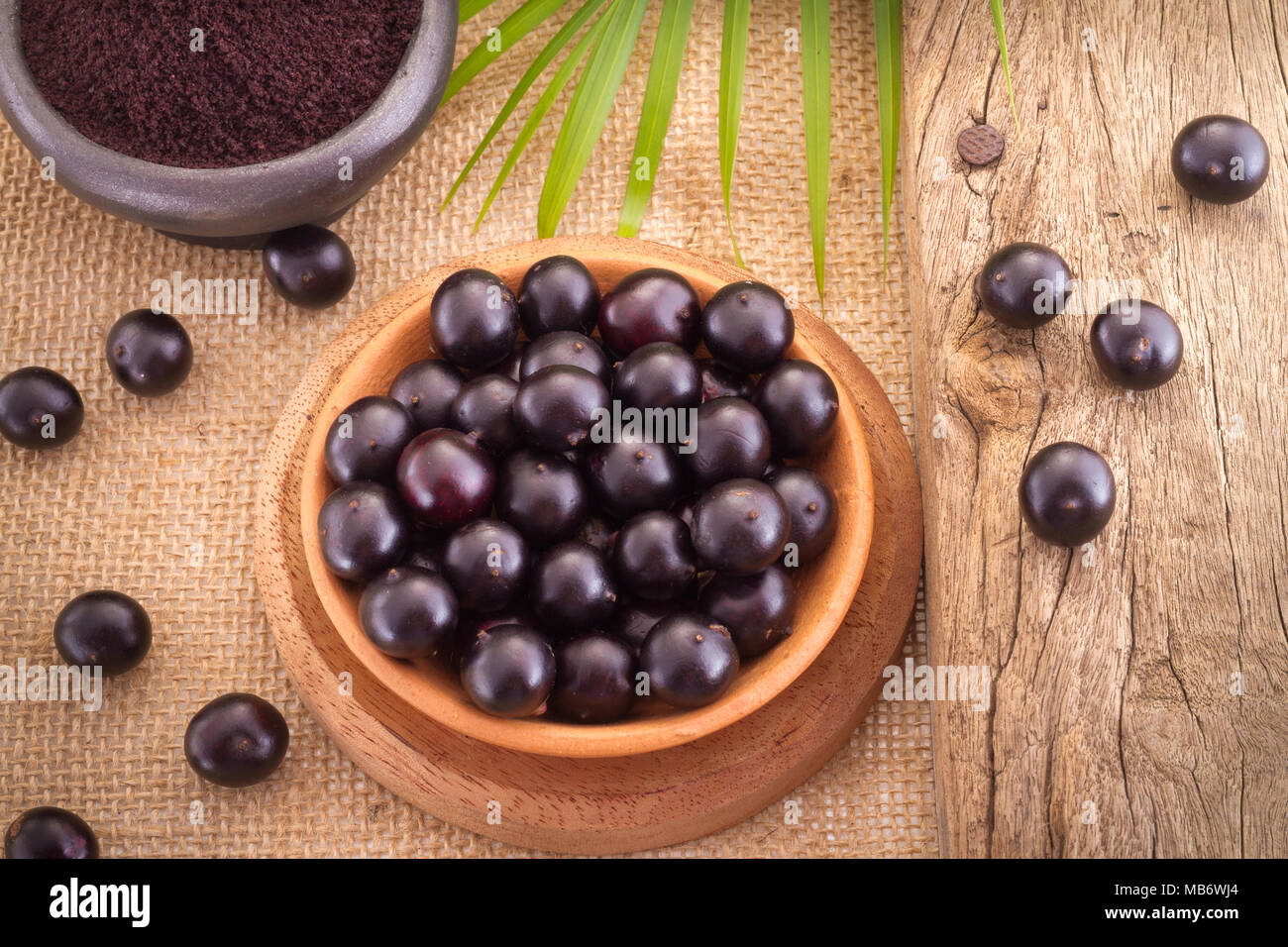Acai Berry Tree Stock Photos & Acai Berry Tree Stock Images - Alamy