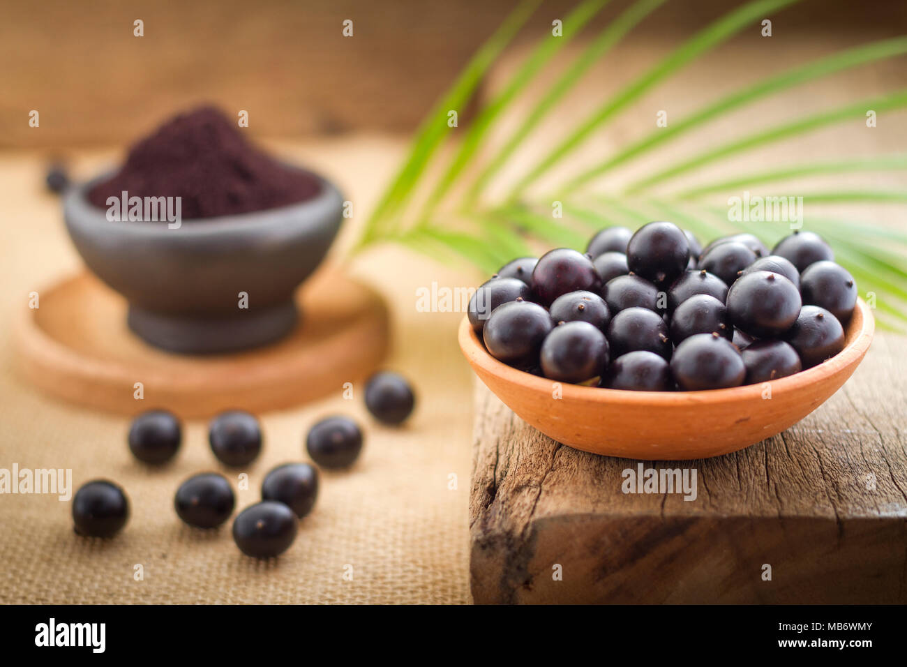 Acai Berry Tree High Resolution Stock Photography and Images - Alamy