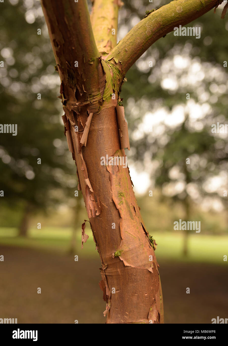 Acer tree trunk with soft focus blurred parkland in background in north ...