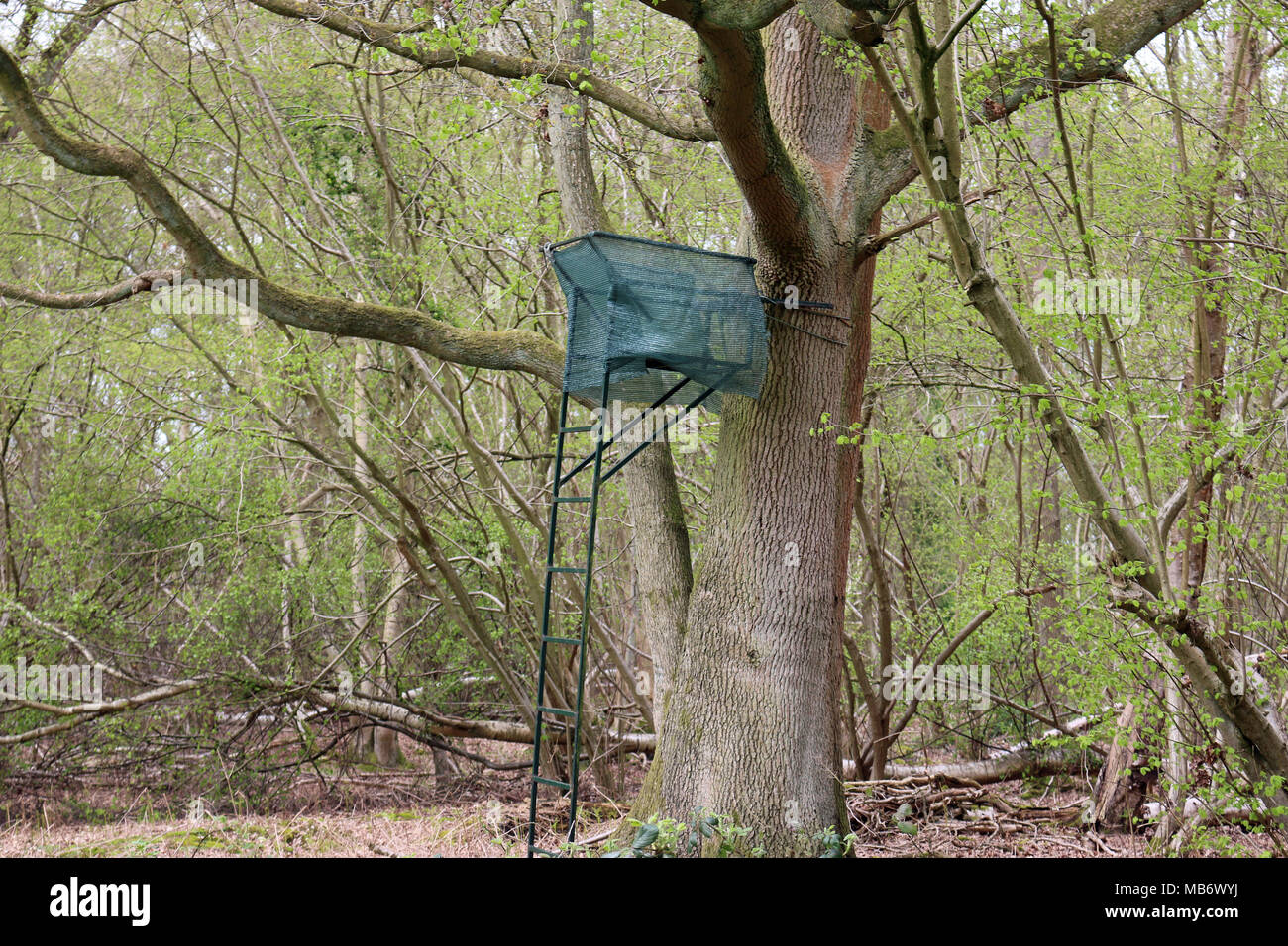Metal deer culling high seat with ladder attached to a large oak tree ...
