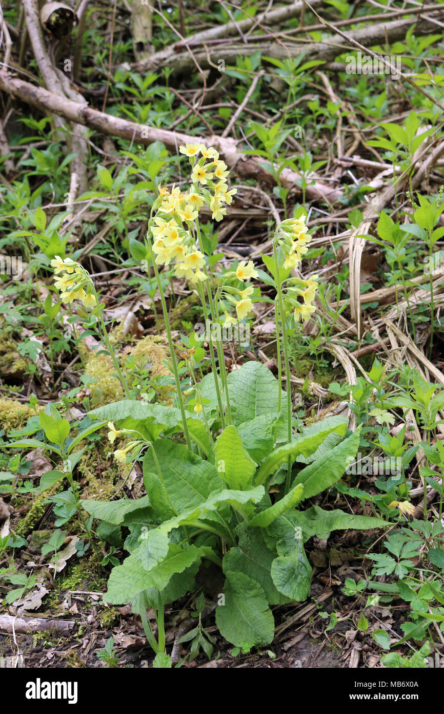 Scarce trees hi-res stock photography and images - Alamy