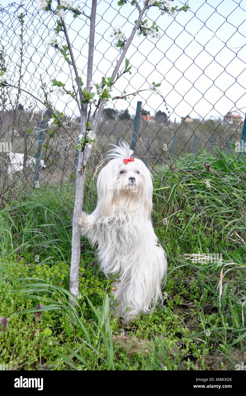 maltese dog with a red bow poses near a young tree Stock Photo - Alamy