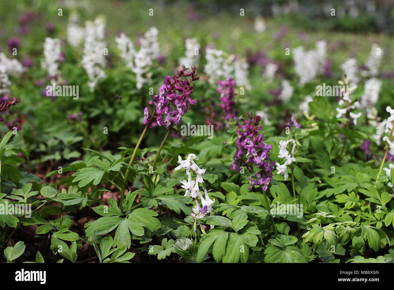White and purple flowers of Corydalis cava and Corydalis solida Stock ...