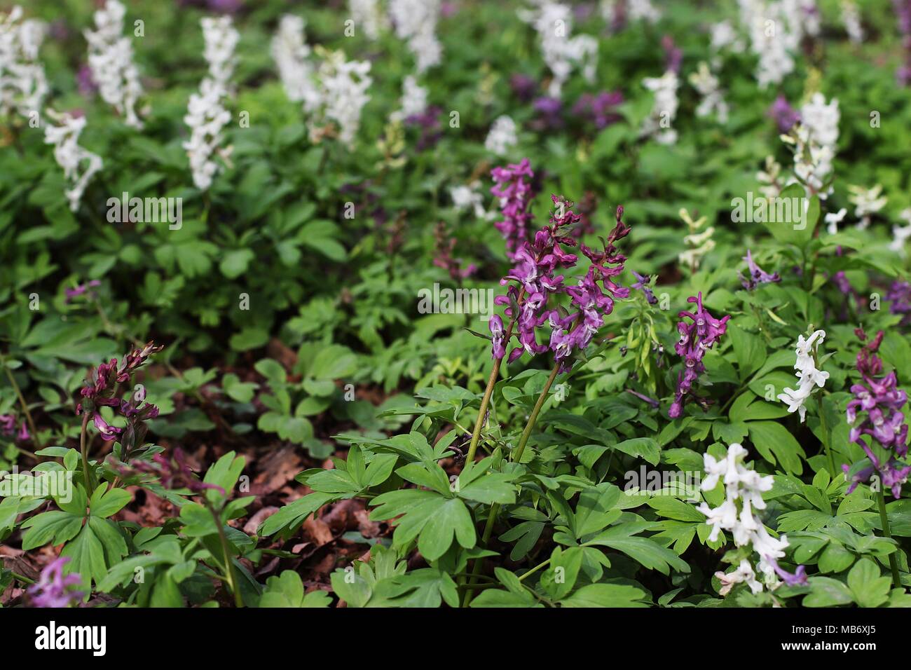 White and purple flowers of Corydalis cava and Corydalis solida Stock ...