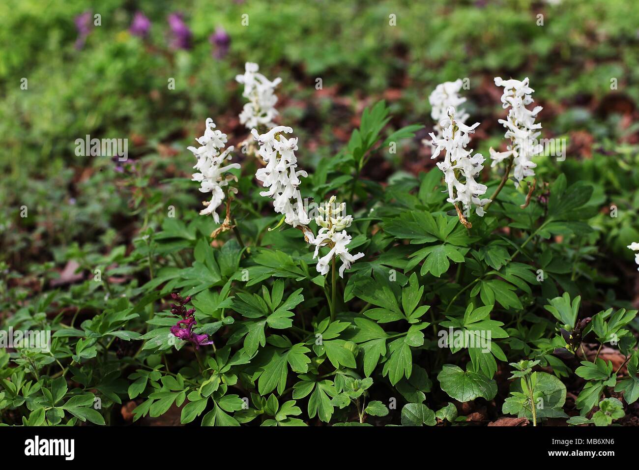 White and purple flowers of Corydalis cava and Corydalis solida Stock ...