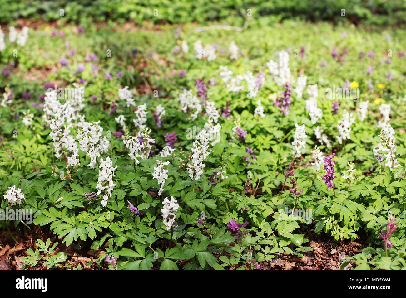 White and purple flowers of Corydalis cava and Corydalis solida Stock ...