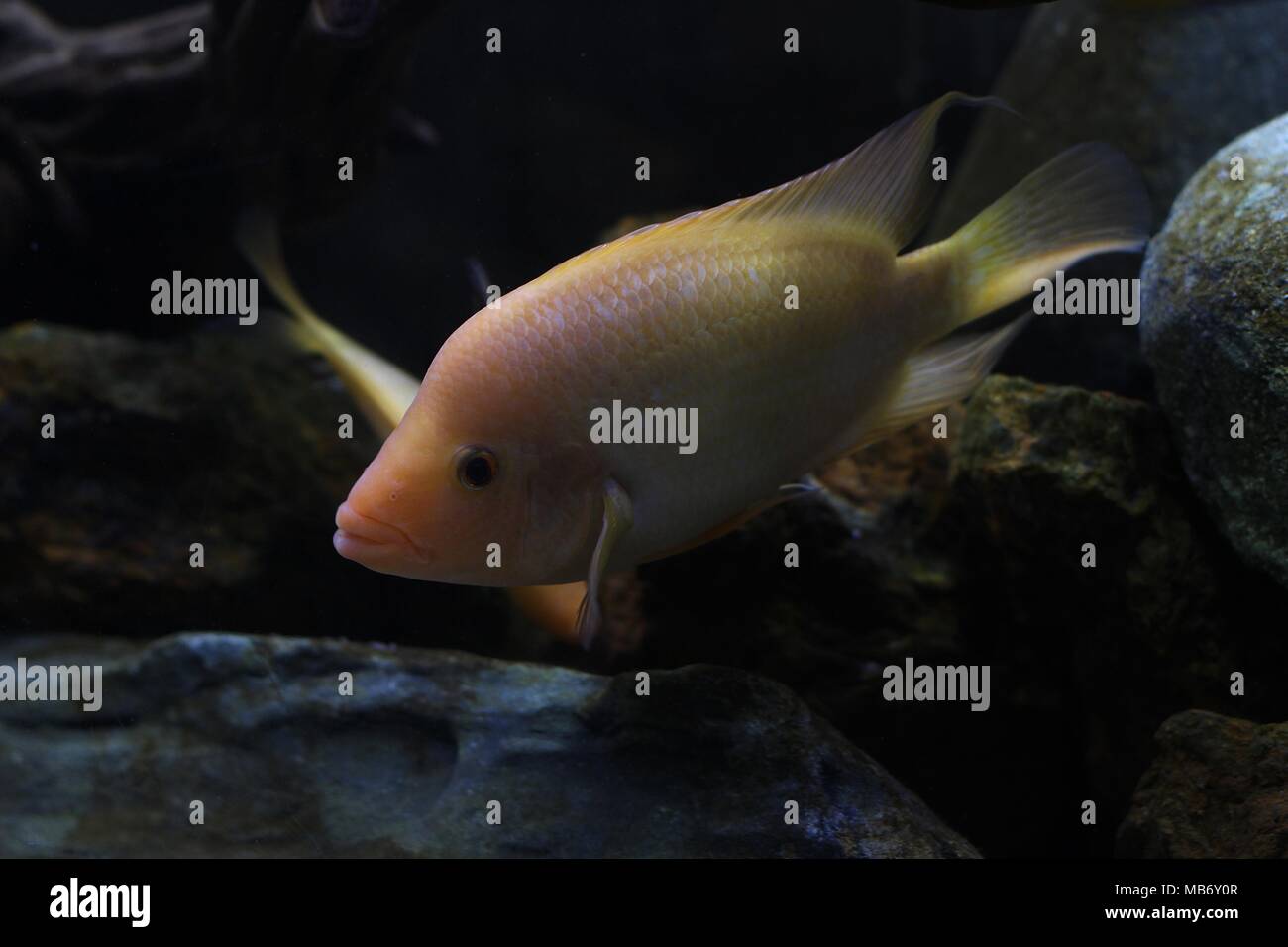 Female of red devil cichlid fish (Amphilophus labiatum Stock Photo - Alamy