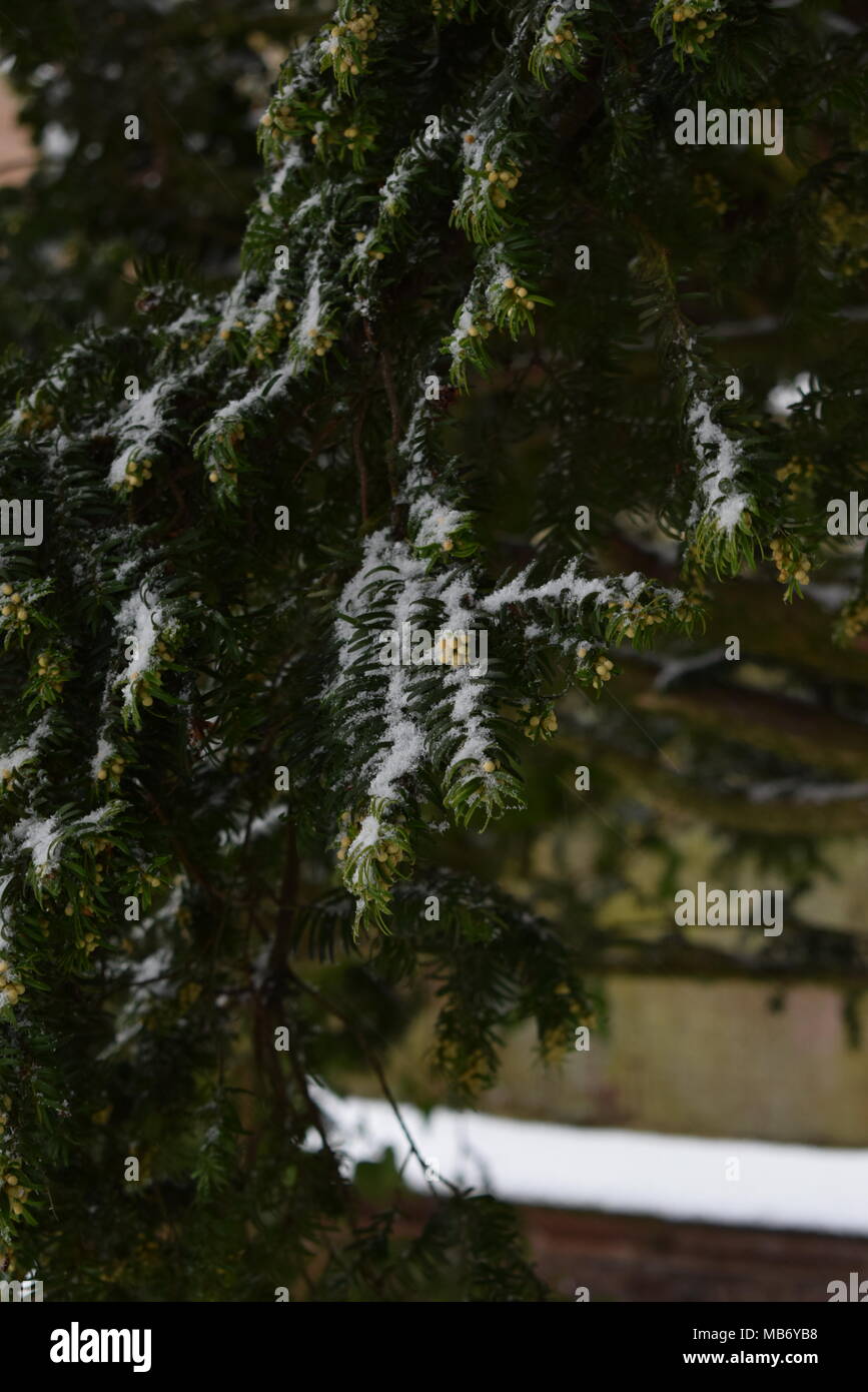 Sprinkling of snow hi-res stock photography and images - Alamy