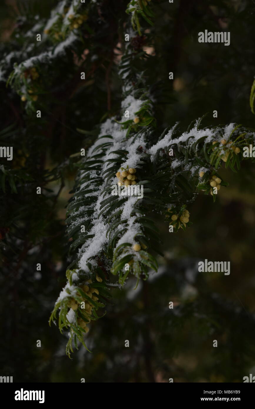 Sprinkling of snow hi-res stock photography and images - Alamy