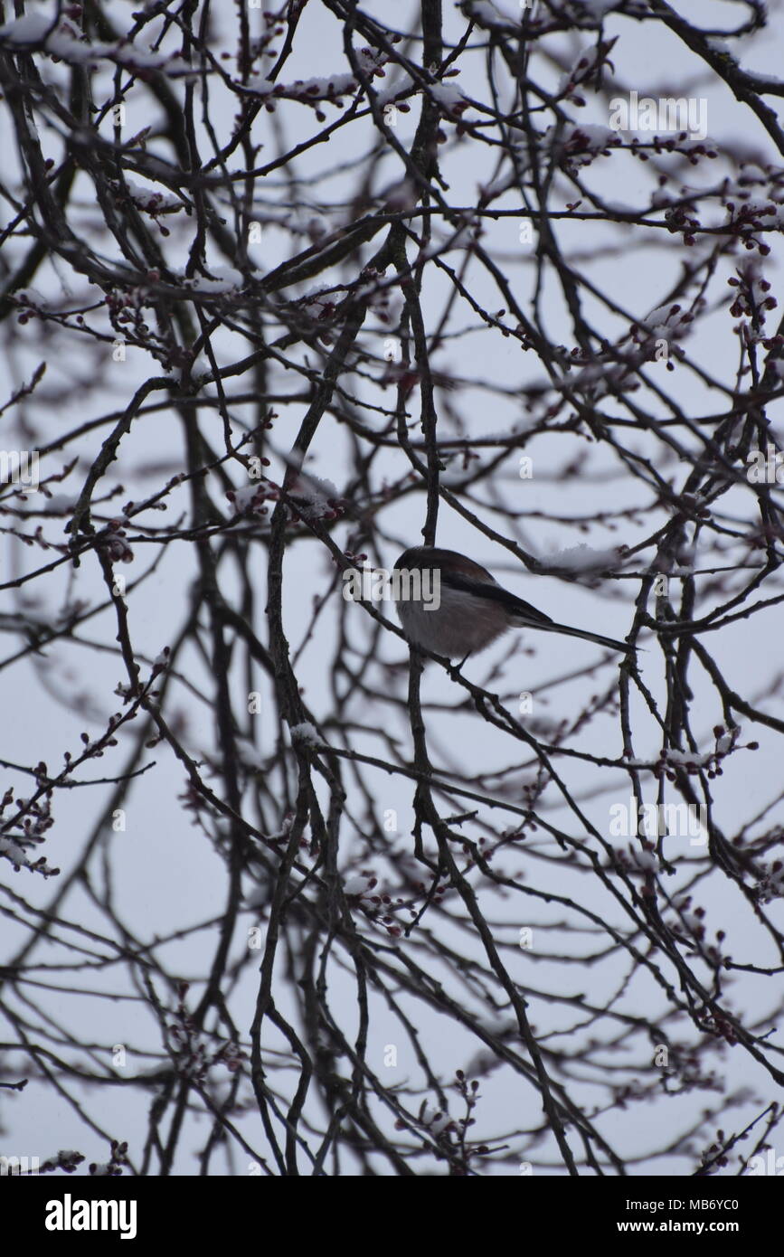 Little bird in a tree in Chester's Grosvenor park Stock Photo - Alamy