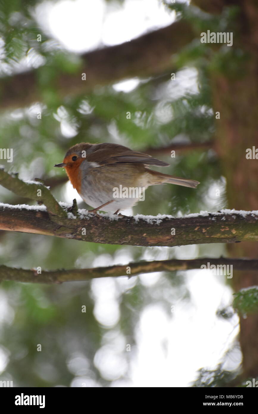 Little red robin hi-res stock photography and images - Alamy