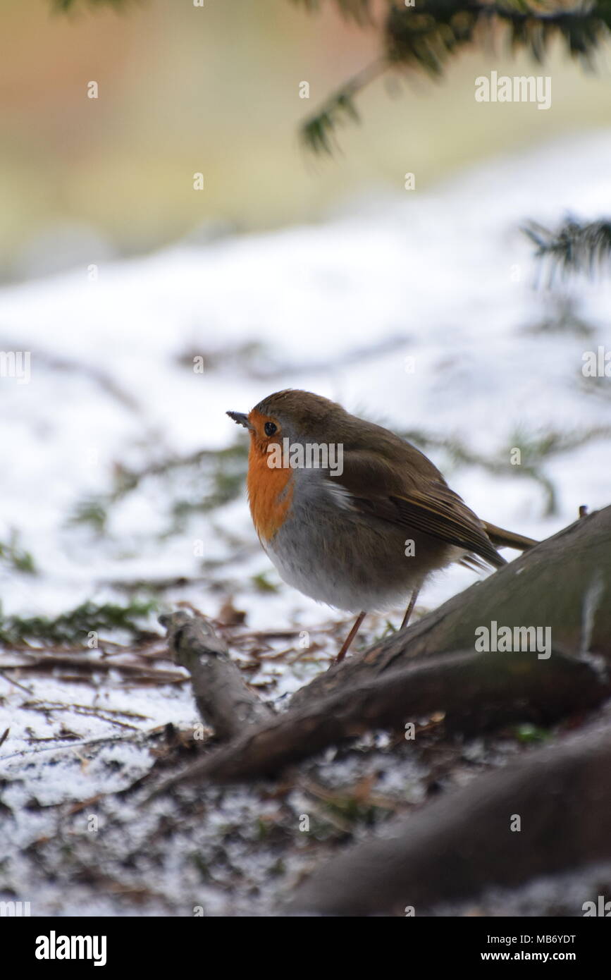 Little red robin hi-res stock photography and images - Alamy
