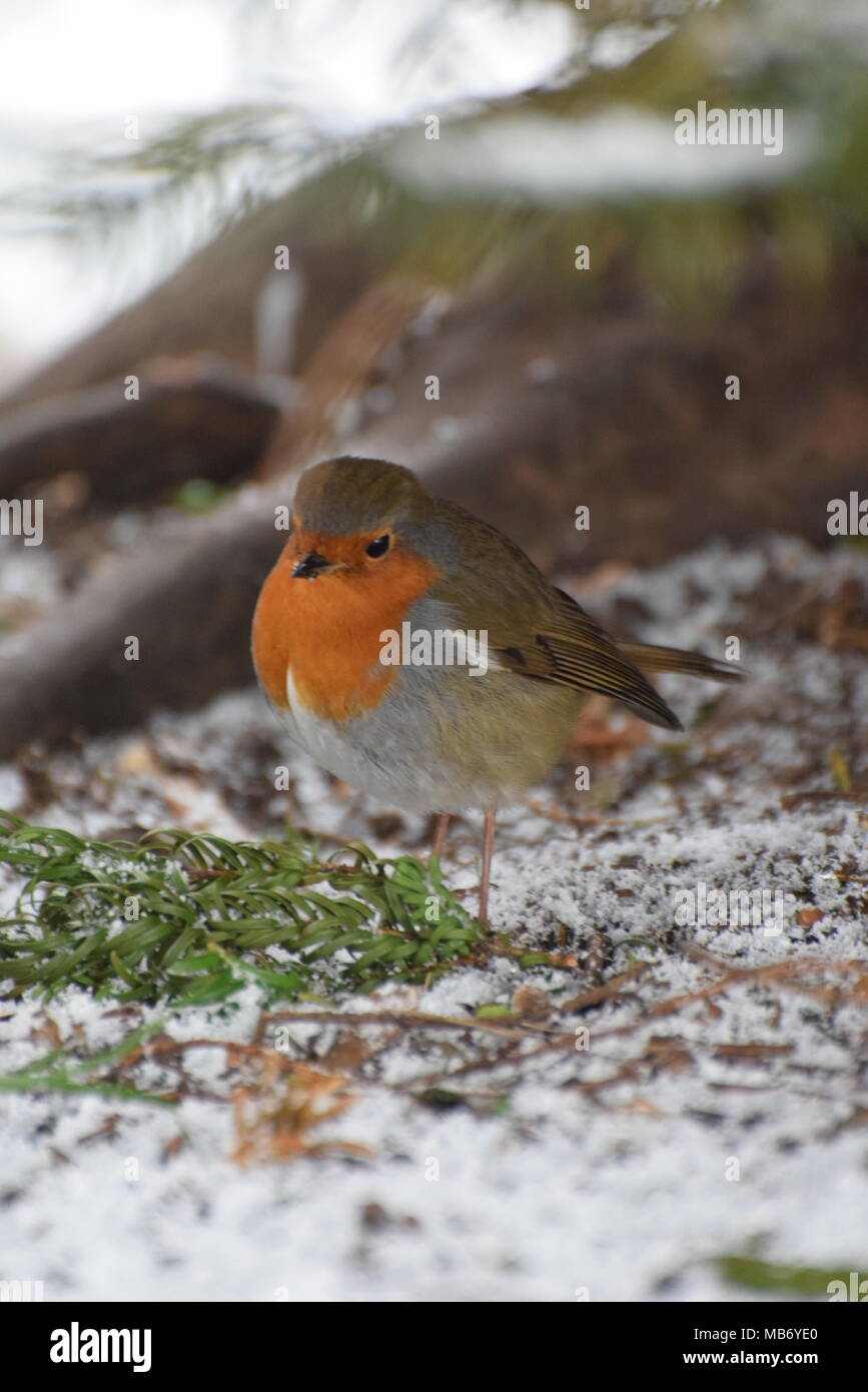 Robin in chester hi-res stock photography and images - Alamy