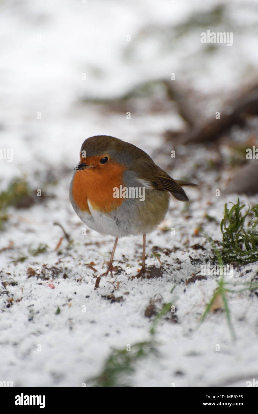Robin in chester hi-res stock photography and images - Alamy