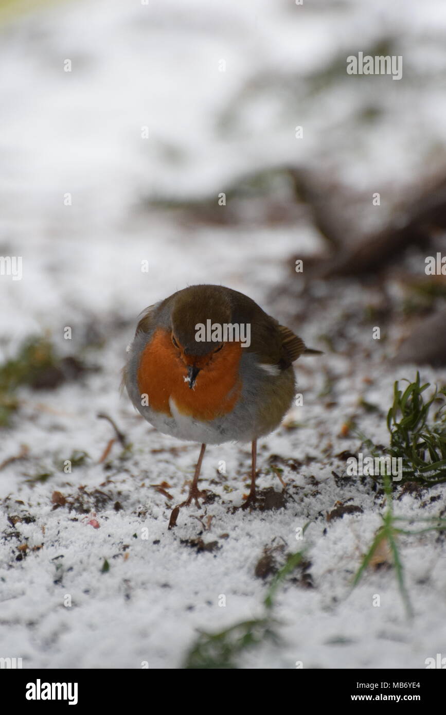 Robin in chester hi-res stock photography and images - Alamy