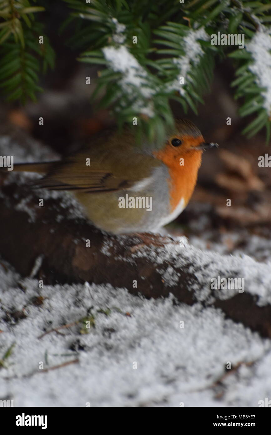 Little Red robin enjoying the snow in Chester's Grosvenor park Stock ...
