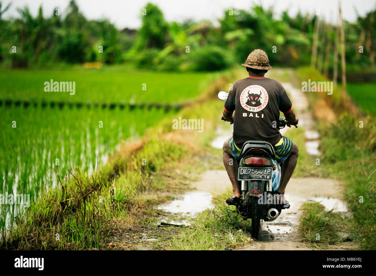 Bali, Indonesia - July 9, 2017: Balinese man rides a motorcycle between ...